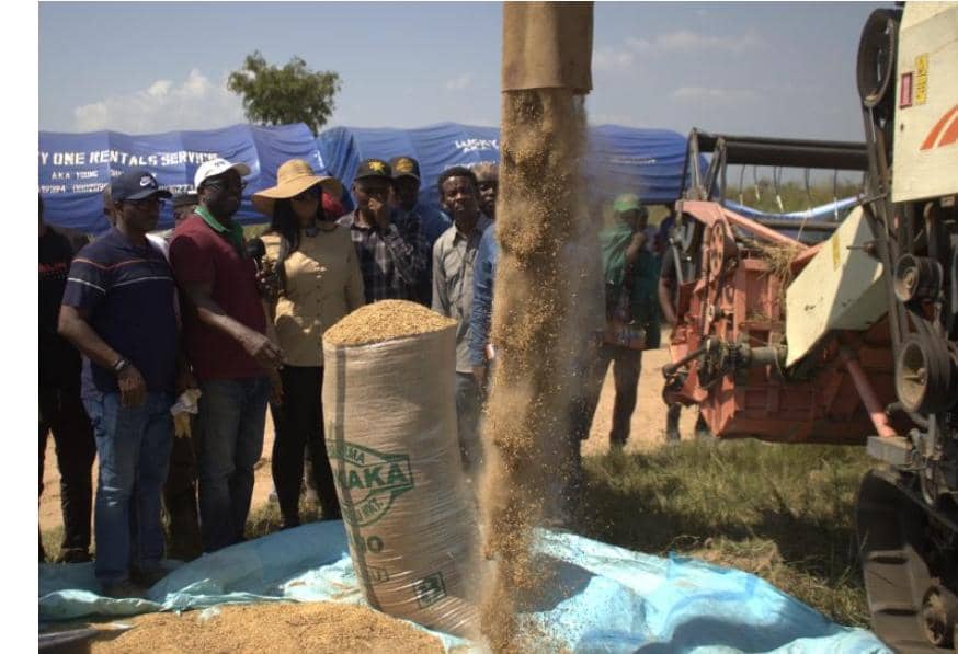 Food security: NDDC harvests rice in Edo State - The Parliament Diary